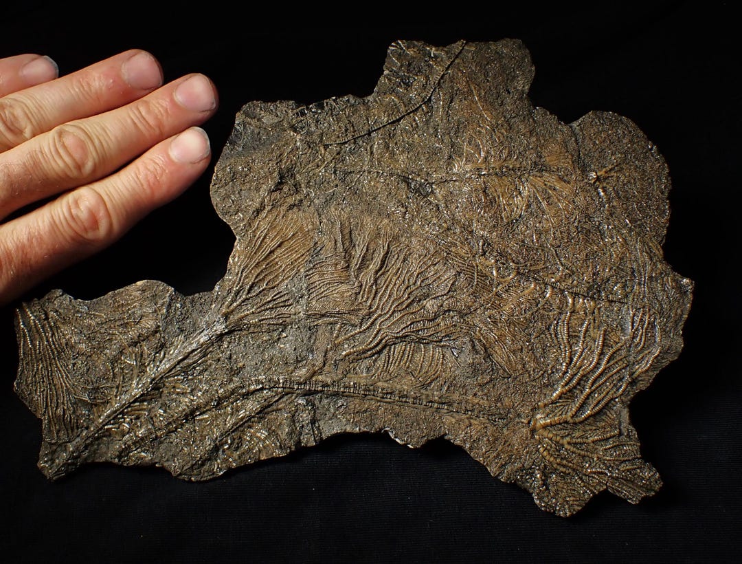 Large Pentacrinites Crinoid Fossil Plate, UK Jurassic Coast (220mm) - Etsy
