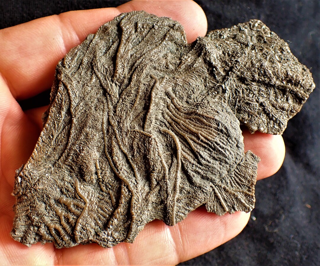 Pentacrinites Crinoid Fossil: Jurassic Coast, UK (95mm) - Etsy