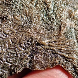 Crinoid Fossil With Complete Highly Detailed Heads (80mm) Pentacrinites ...