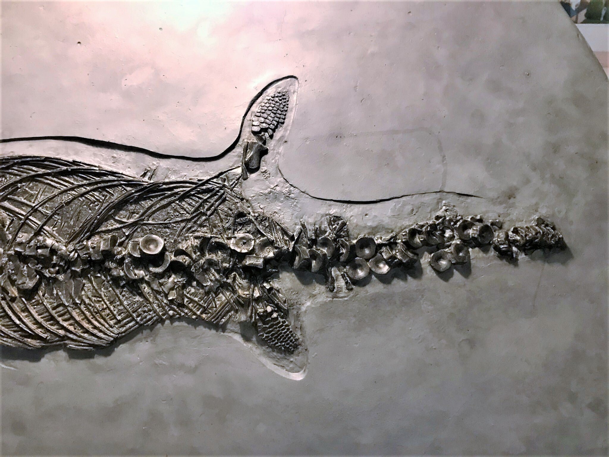 Replica Prone Ichthyosaur ichthyosaurus Communis Fossil From Lyme Regis ...