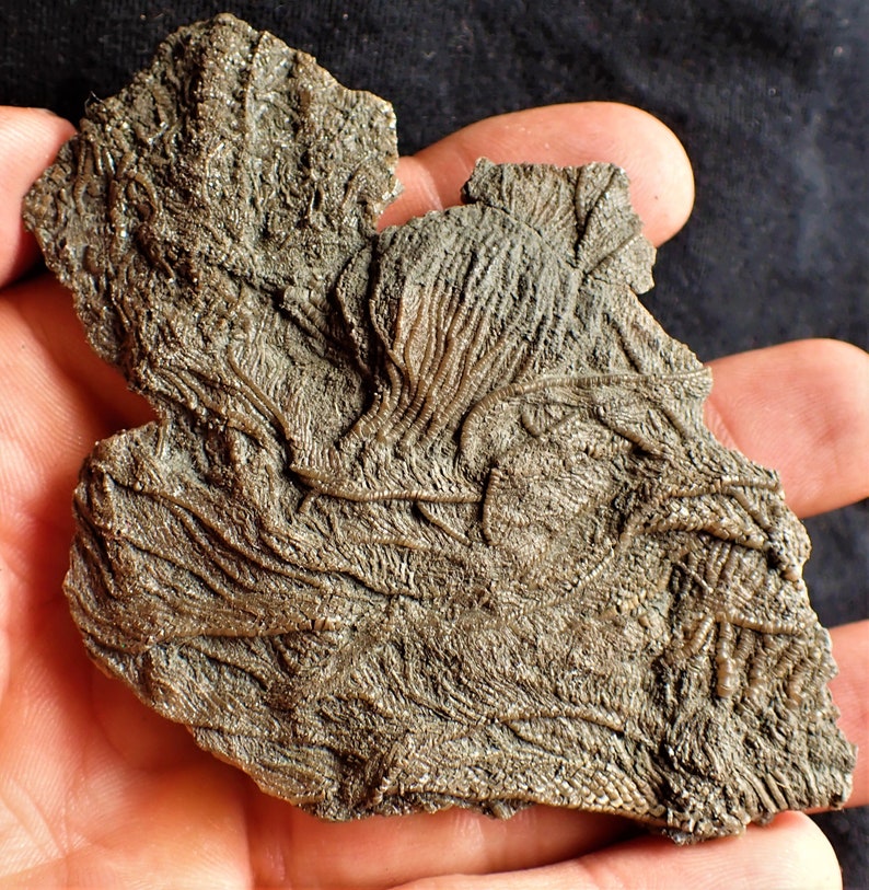 Pentacrinites Crinoid Fossil: Jurassic Coast, UK (95mm) - Etsy