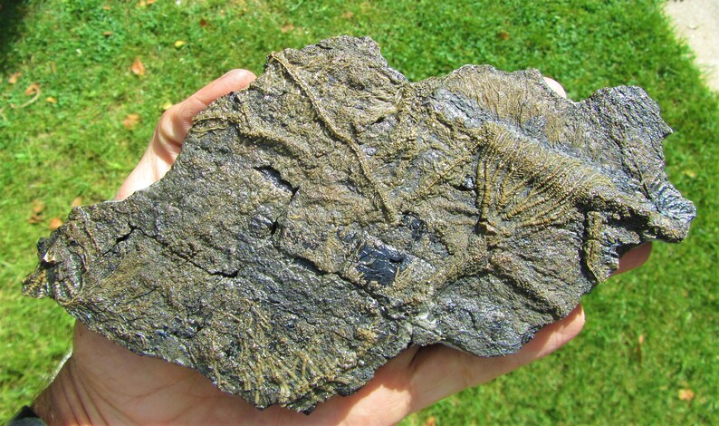 Rare Complete Crinoid Fossil on Jurassic Coast Driftwood (200mm) - Etsy