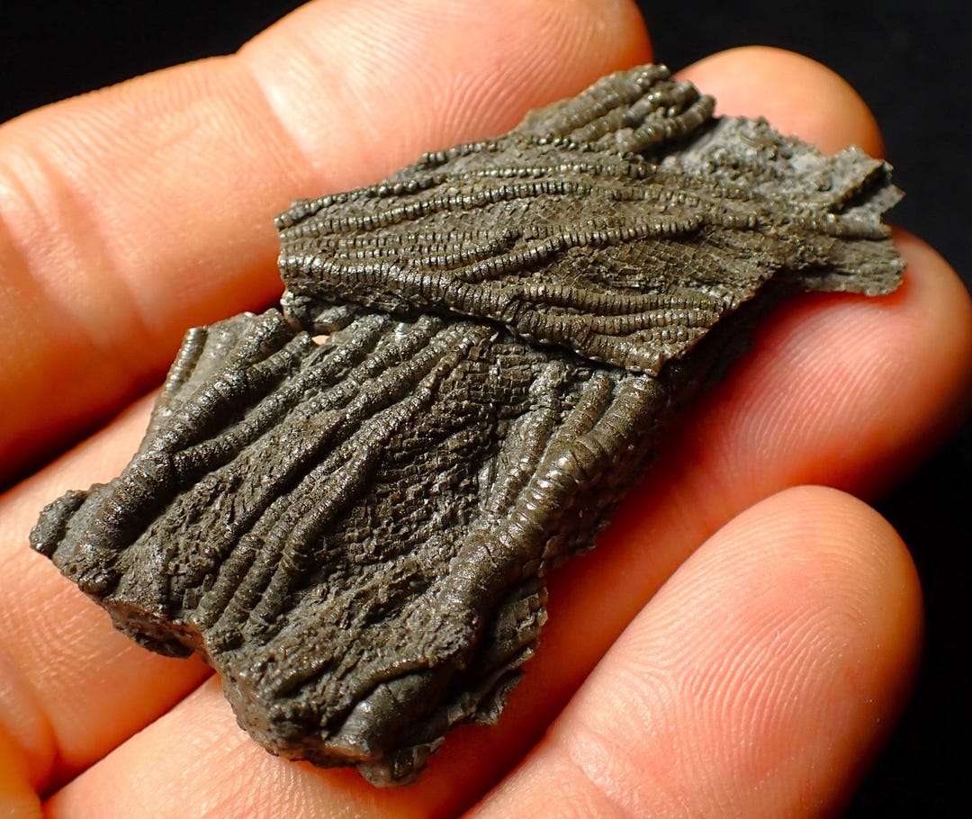 Detailed Crinoid Fossil Head (60mm) Pentacrinites UK Jurassic Coast ...