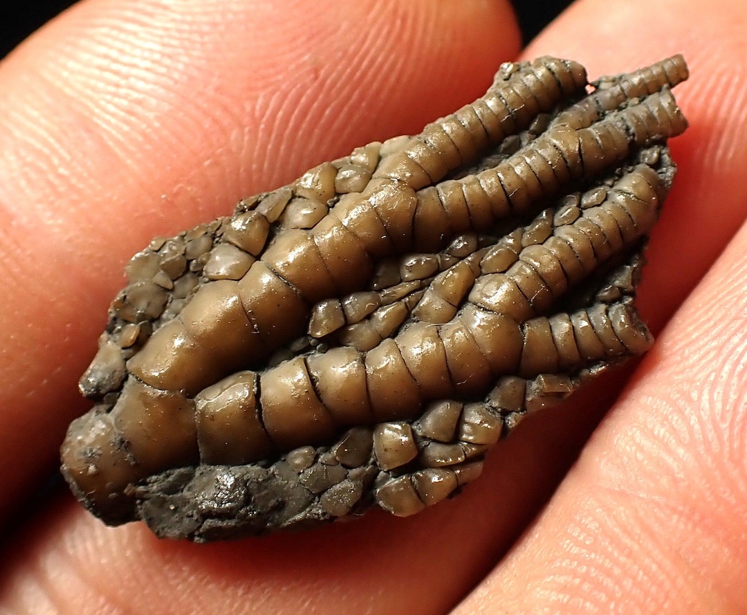 Small Detailed 3D Crinoid Head Fossil (35mm) Pentacrinites UK Jurassic ...