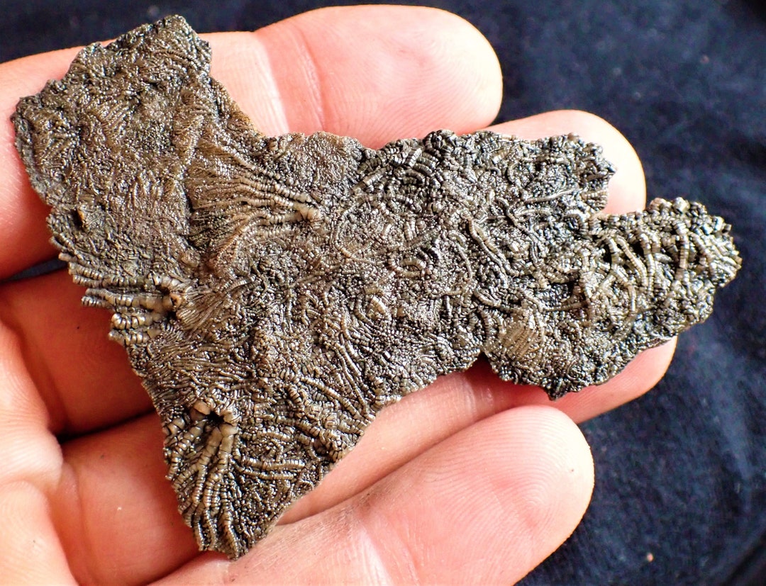 Crinoid Fossil With Complete Highly Detailed Heads (80mm) Pentacrinites ...
