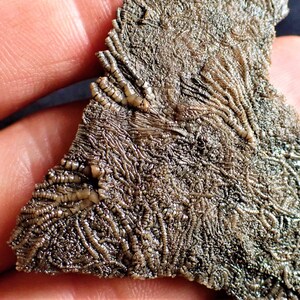 Crinoid Fossil With Complete Highly Detailed Heads (80mm) Pentacrinites ...