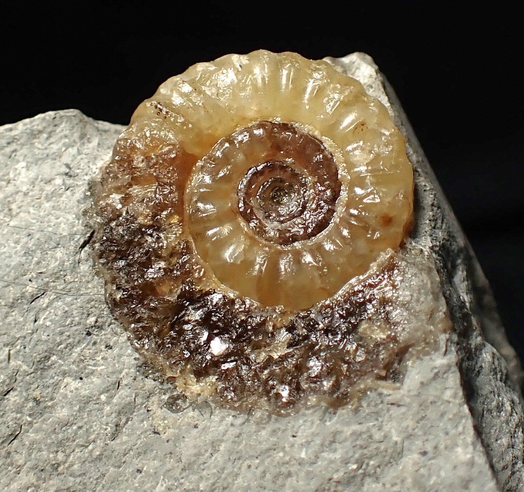 Calcite Promicroceras Ammonite Fossil Display Piece (20 Mm) - Etsy ...