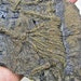 Rare Complete Crinoid Fossil on Jurassic Coast Driftwood (200mm) - Etsy