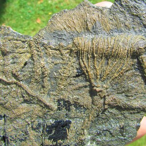 Rare Complete Crinoid Fossil on Jurassic Coast Driftwood (200mm) - Etsy