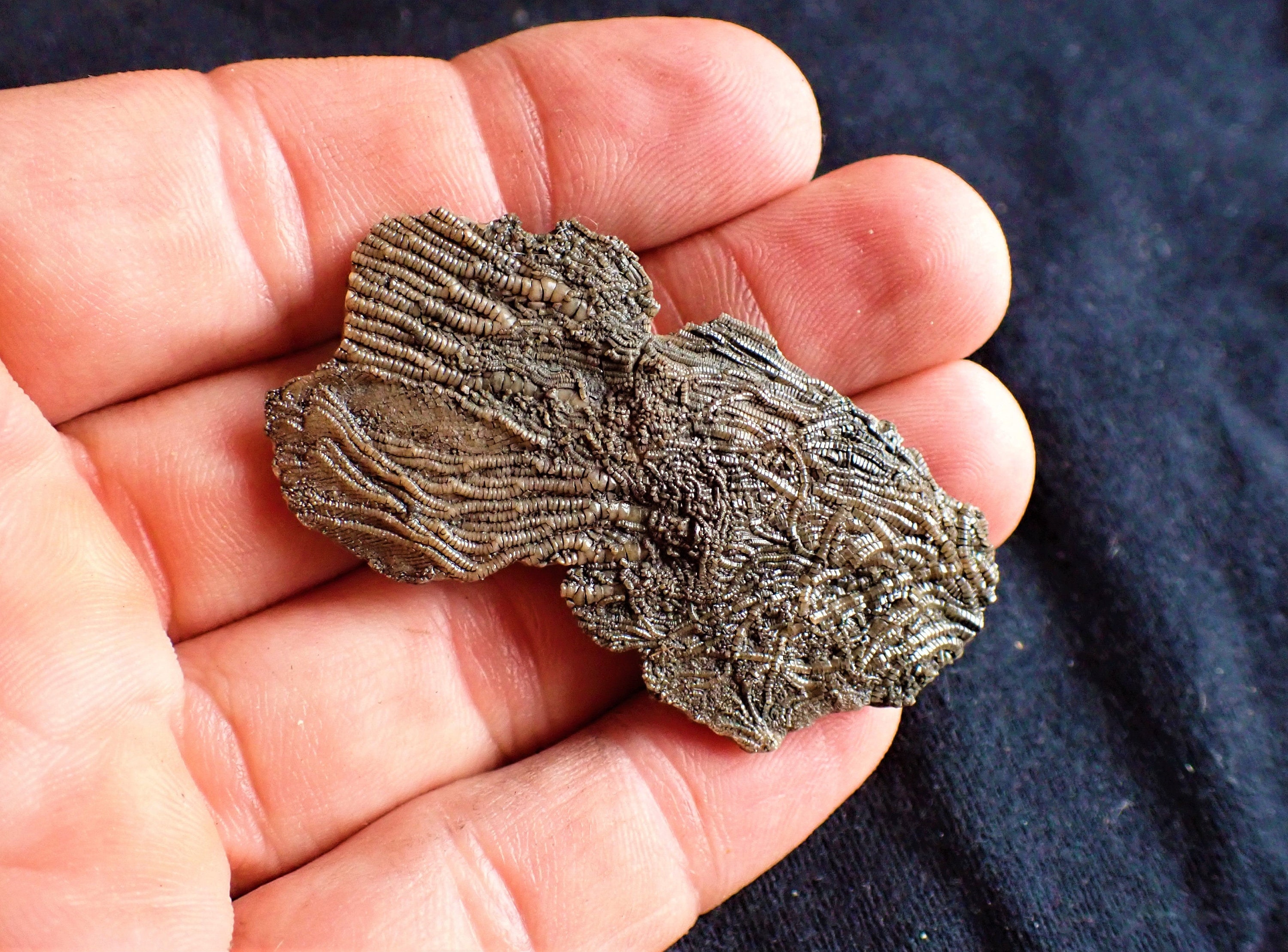 Crinoid Fossil With Complete Highly Detailed Heads 55mm Pentacrinites ...