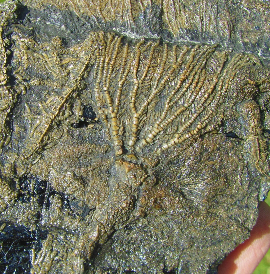 Rare Big Complete Crinoid on Driftwood Fossil (200mm) Pentacrinites UK ...