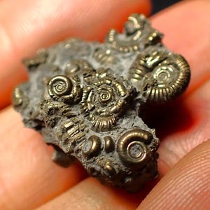 Full Pyrite Multi-ammonite Fossil (27 Mm) UK Jurassic Coast Fossils ...