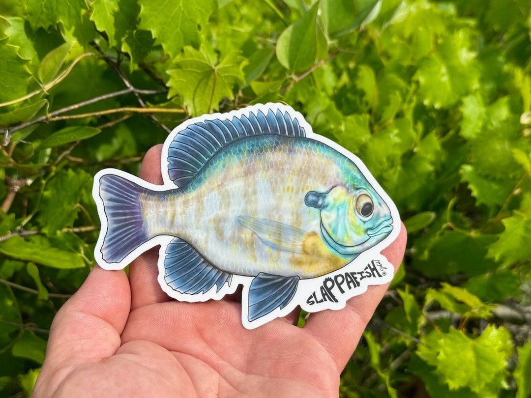Bluegill Sticker 5 Inch - Etsy