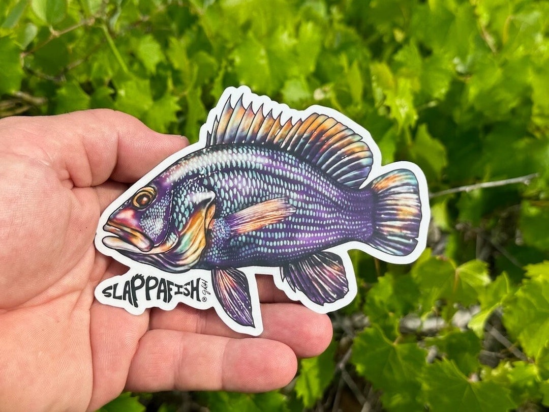 Black Sea Bass Sticker 5 Inch - Etsy