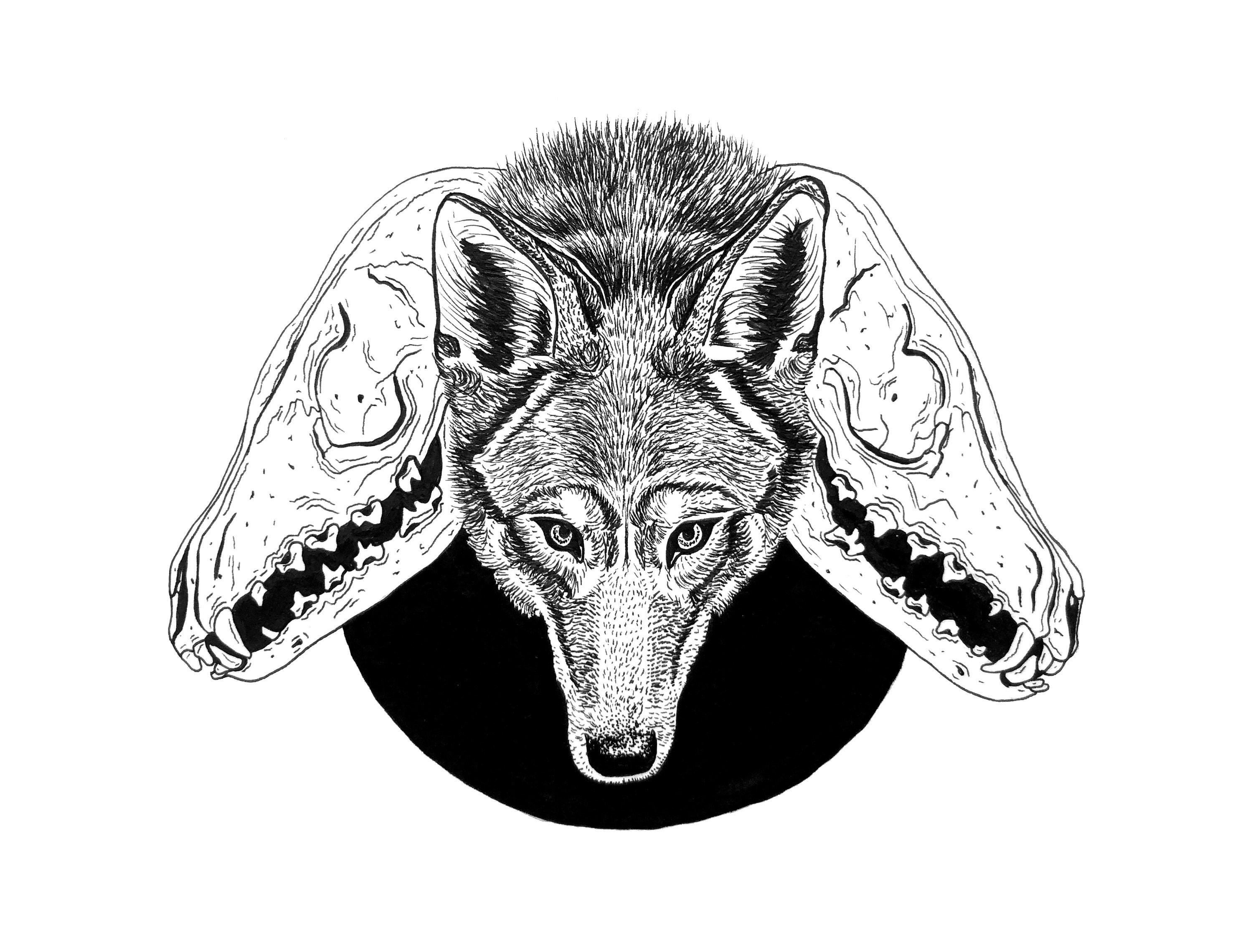 Original Drawing - Pen and Ink Illustration - Coyote With Skulls - Etsy
