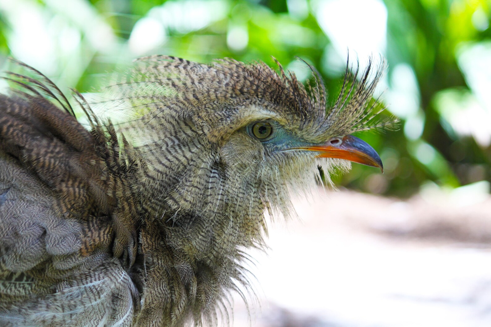 Bird/ Photo/ Exotic/ Frazzled/ Digital Photography - Etsy