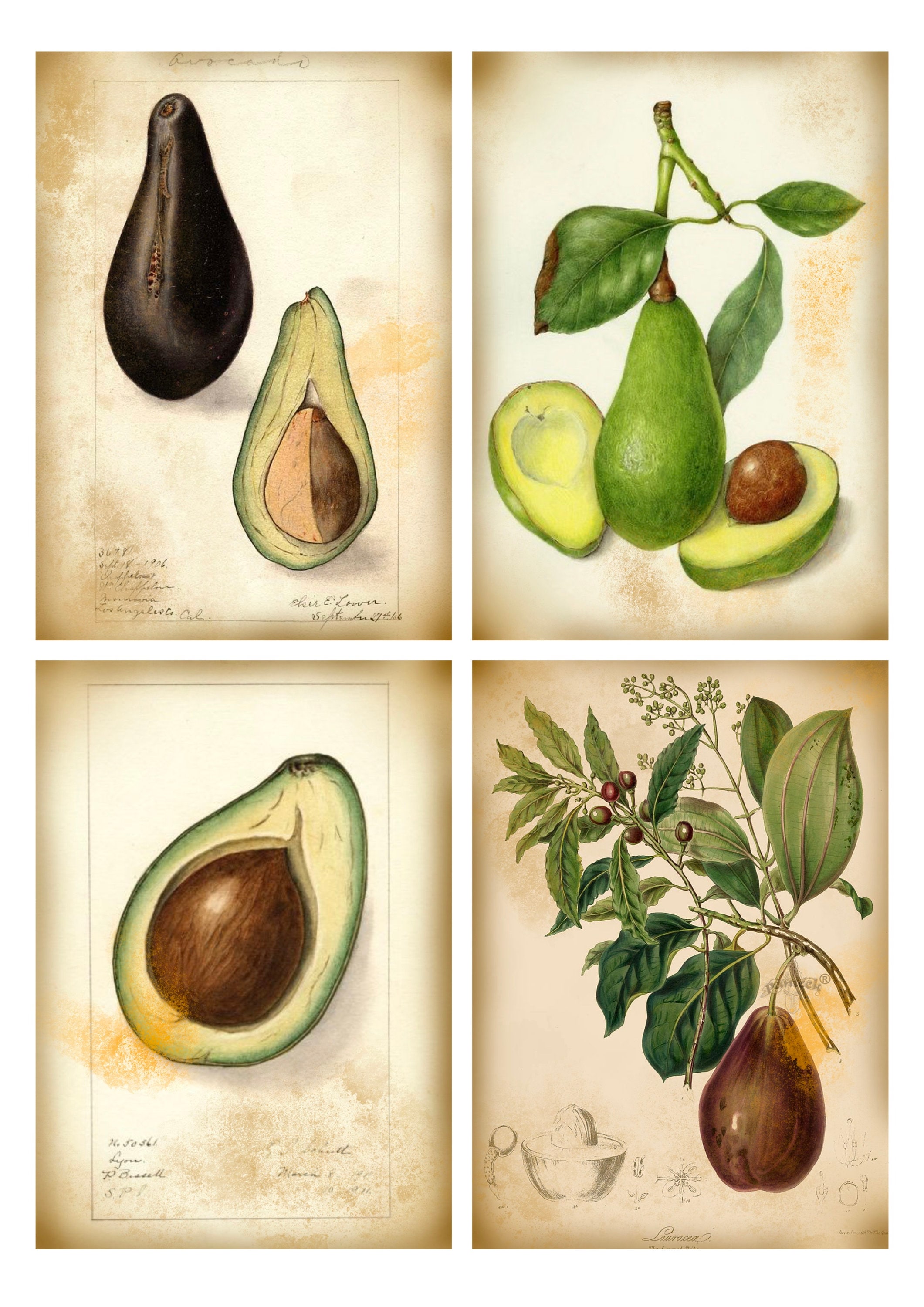 Vintage Avocado Journal Cards: Ephemera for Junk Journals (digital ...