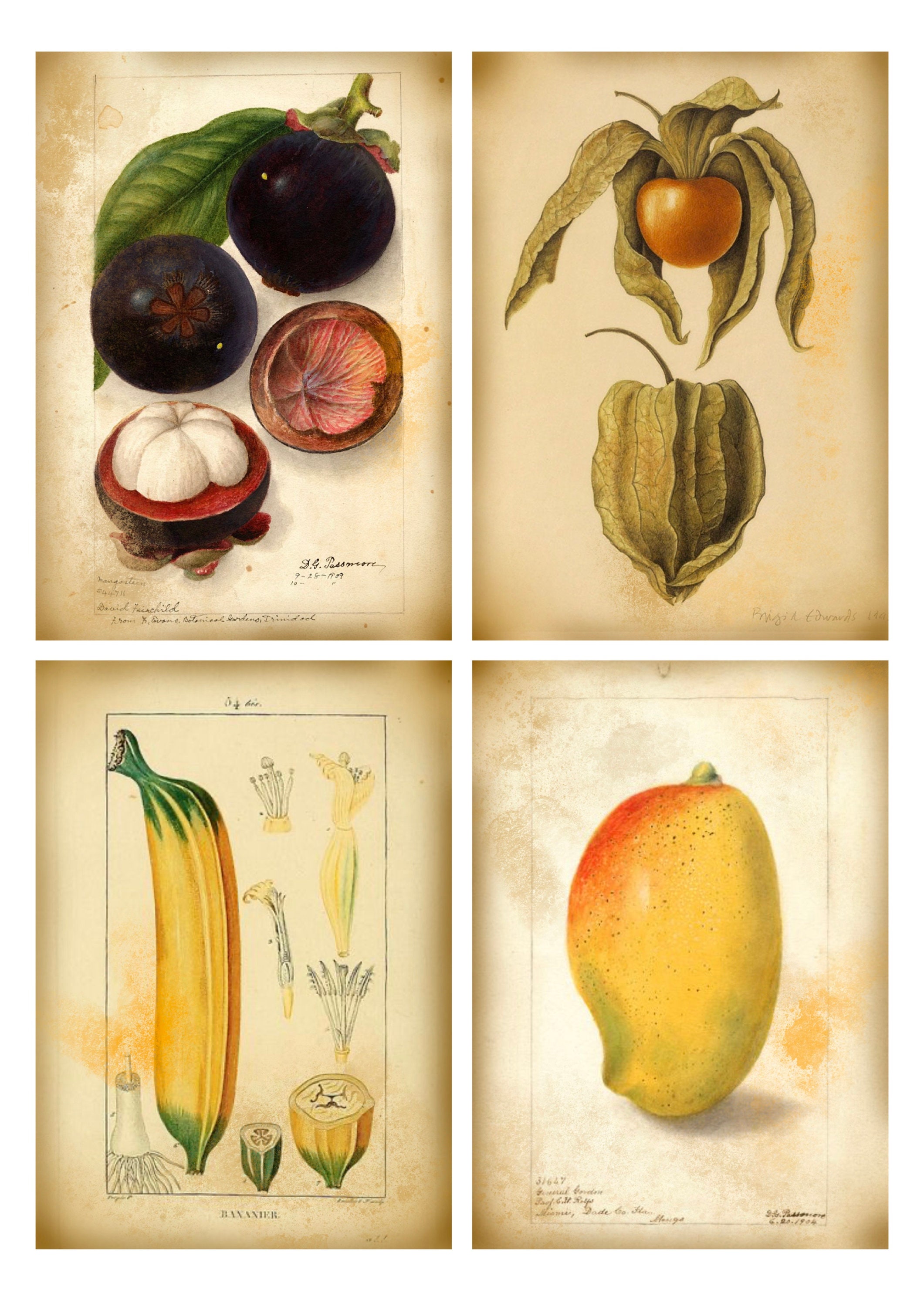 Vintage Fruit Journal Cards Tropical Fruit ATC Cards - Etsy