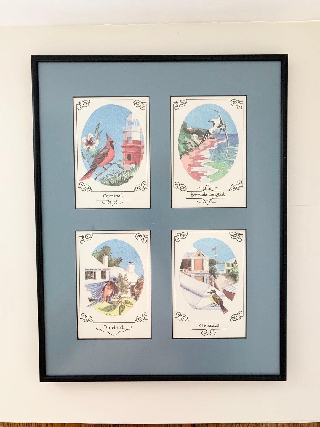 Bermuda Birds - Framed Water Colour Prints by Jill Amos Raine ...