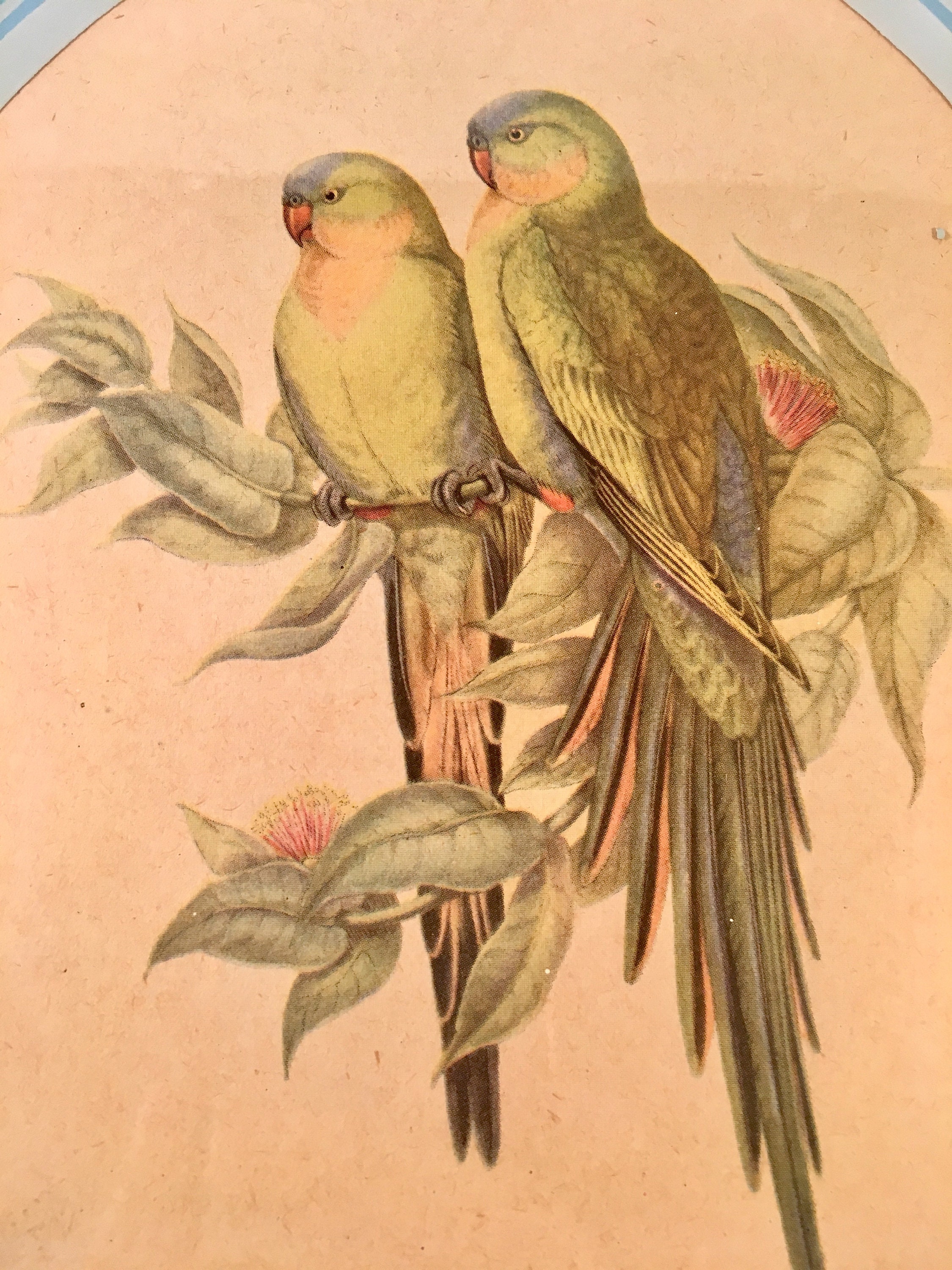 Pair of framed vintage J. Gould bird prints Circa 1930s | Etsy