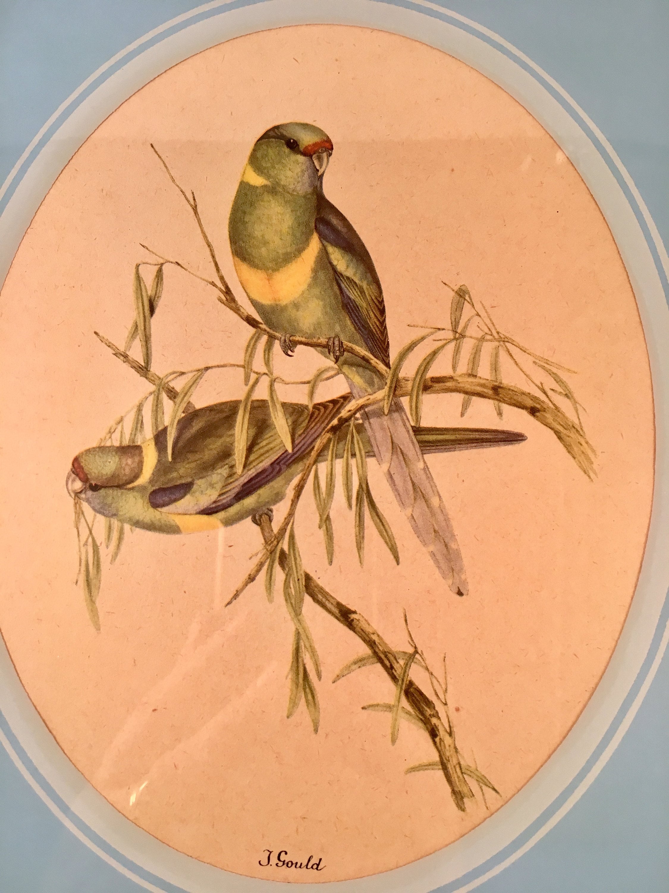 Pair of framed vintage J. Gould bird prints Circa 1930s | Etsy