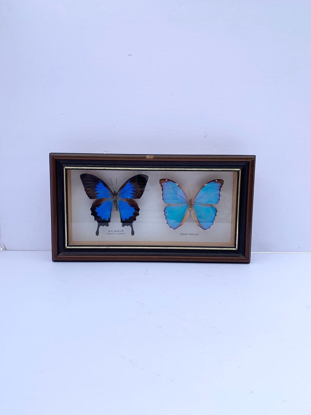 Blue Mountain Swallowtail and Morpho Menelaus Butterflies Framed ...