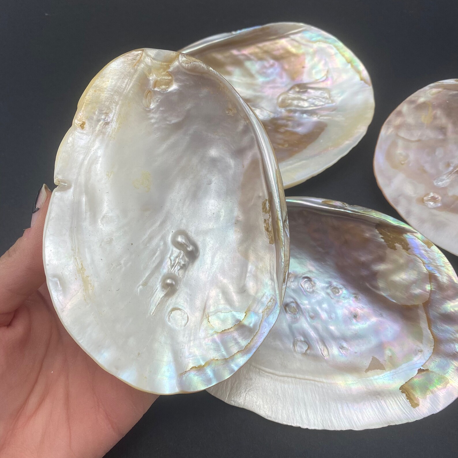 Blister Pearl Shell Smudging Shell Smudging Dish Pearl | Etsy