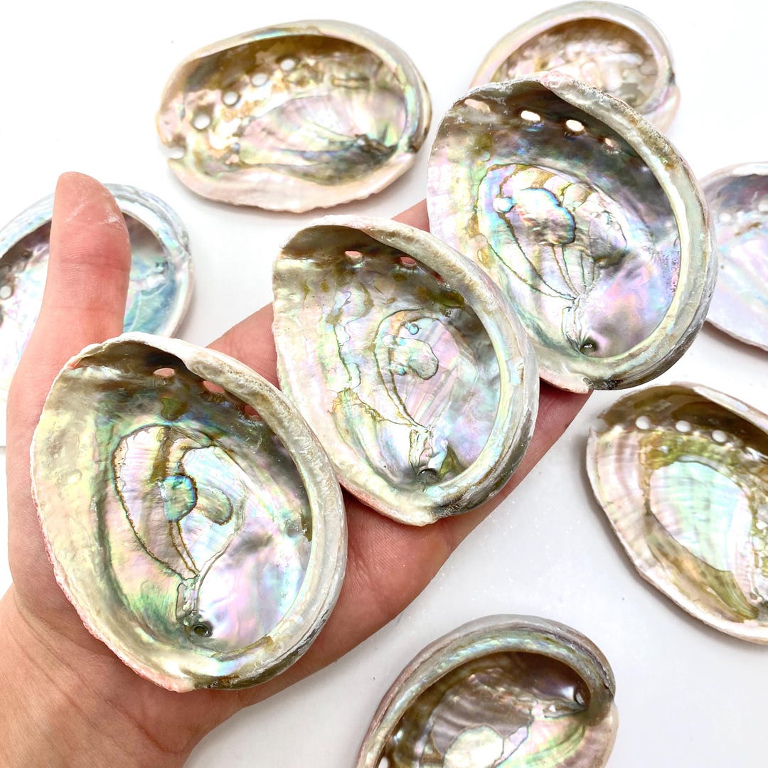 Small Abalone Shell, Red Abalone, 2-3" Abalone Shell, Smudging Shell - Etsy