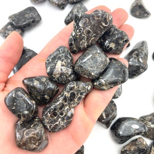 Turritella Agate Tumble, Tumbled Turritella Agate, Agate Fossil, T-54 ...