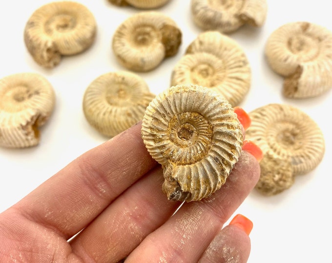 Complete Rough Ammonite, Fossilized Ammonite, Natural Ammonite, White ...