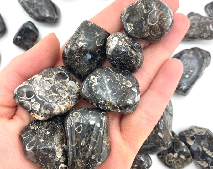 Turritella Agate Tumble, Tumbled Turritella Agate, Agate Fossil, T-54 ...