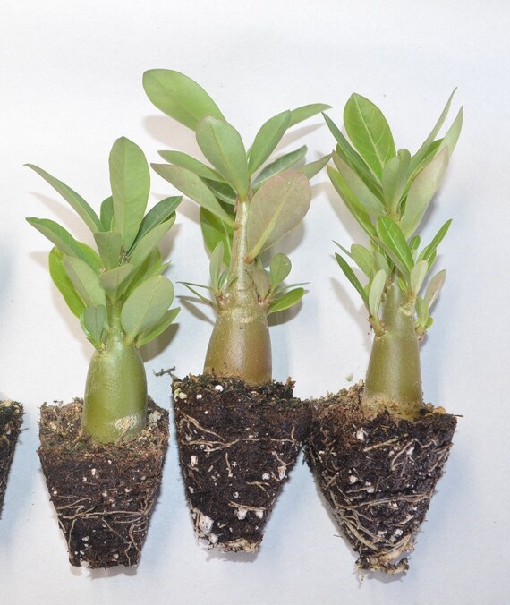 Adenium Obesum Desert Rose Indoor Plant Highland Moss, 58% OFF