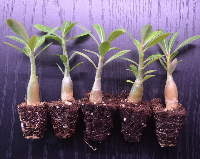 Adenium Crispum - Etsy