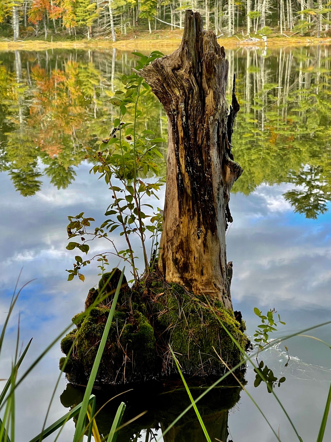 Tree Stump, Pond, Rail Trail, Central Massachusetts, New England - Etsy