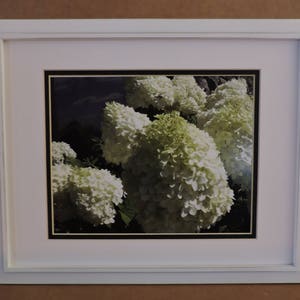 White Hydrangea Photograph, White Hydrangea Print, Hydrangea Print ...