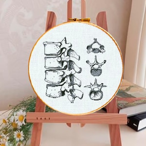 Vertebral Bones, the Structure of the Vertebra Cross Stitch Pattern ...
