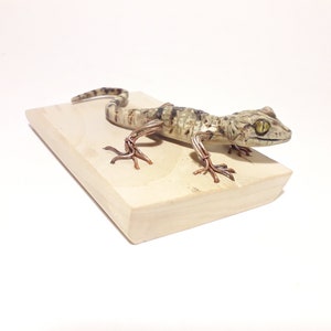 Hand-carved Wooden Gecko Sculpture: Caspian Bent-toed Gecko Art - Etsy