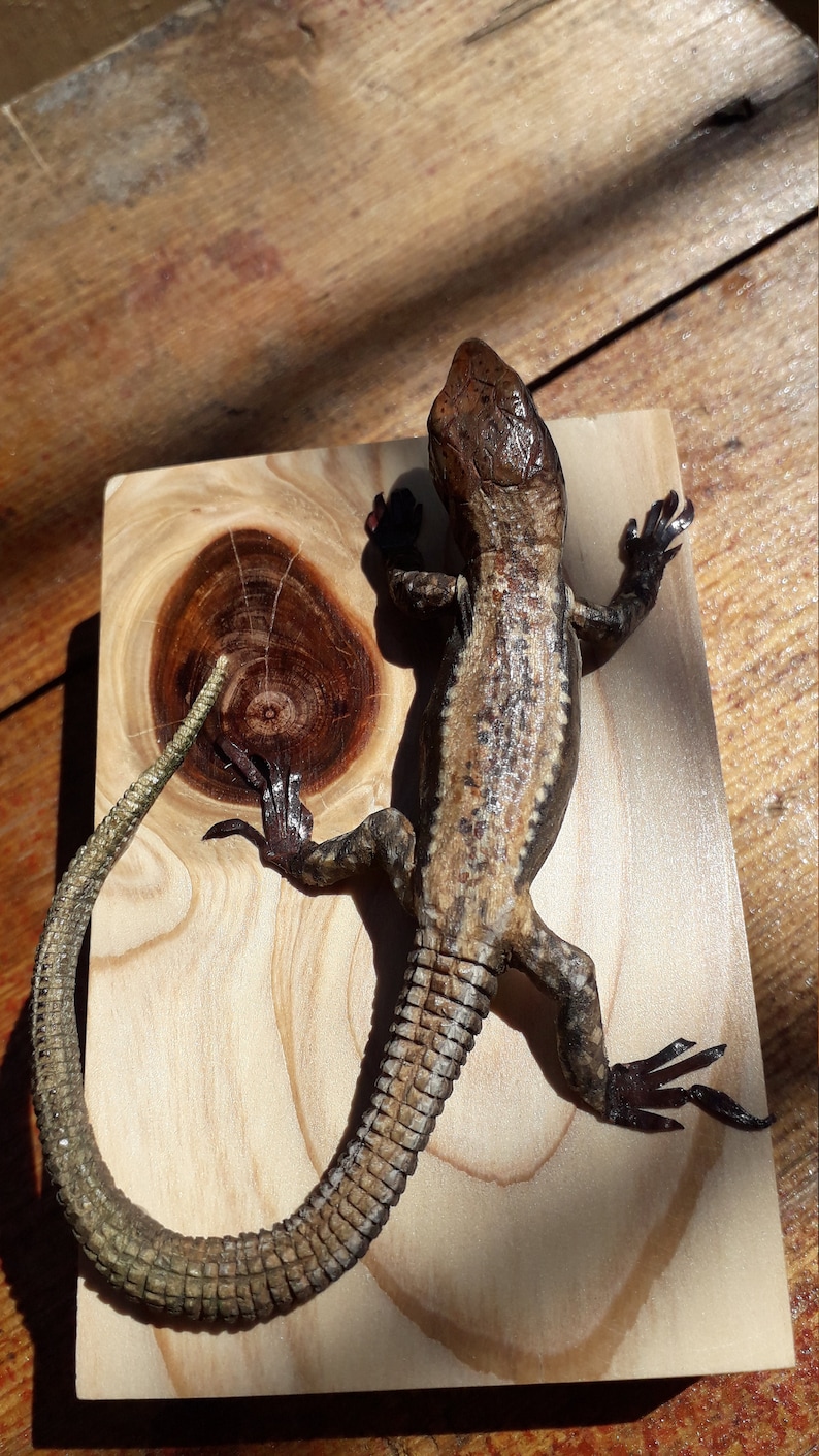 Wooden Lizard Sculpture Handmade Lizard Statue Natural Size - Etsy