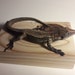Wooden Lizard Sculpture, Handmade Lizard Statue, Natural Size, Animal ...