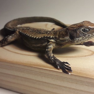 Wooden Lizard Sculpture, Handmade Lizard Statue, Natural Size, Animal ...