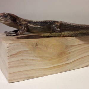 Wooden Lizard Sculpture, Handmade Lizard Statue, Natural Size, Animal ...