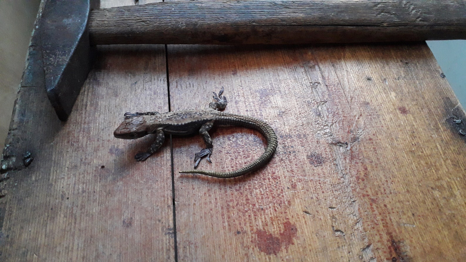 Wooden Lizard Sculpture Handmade Lizard Statue Natural Size - Etsy