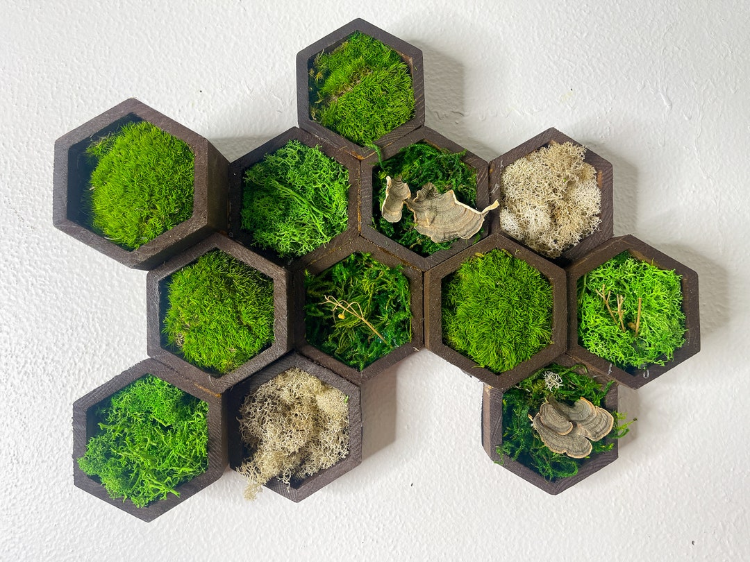 Hexagon Living Wall Decor Preserved Moss Hexagon Freeform Sculpture Honeycomb Plant Painting ...
