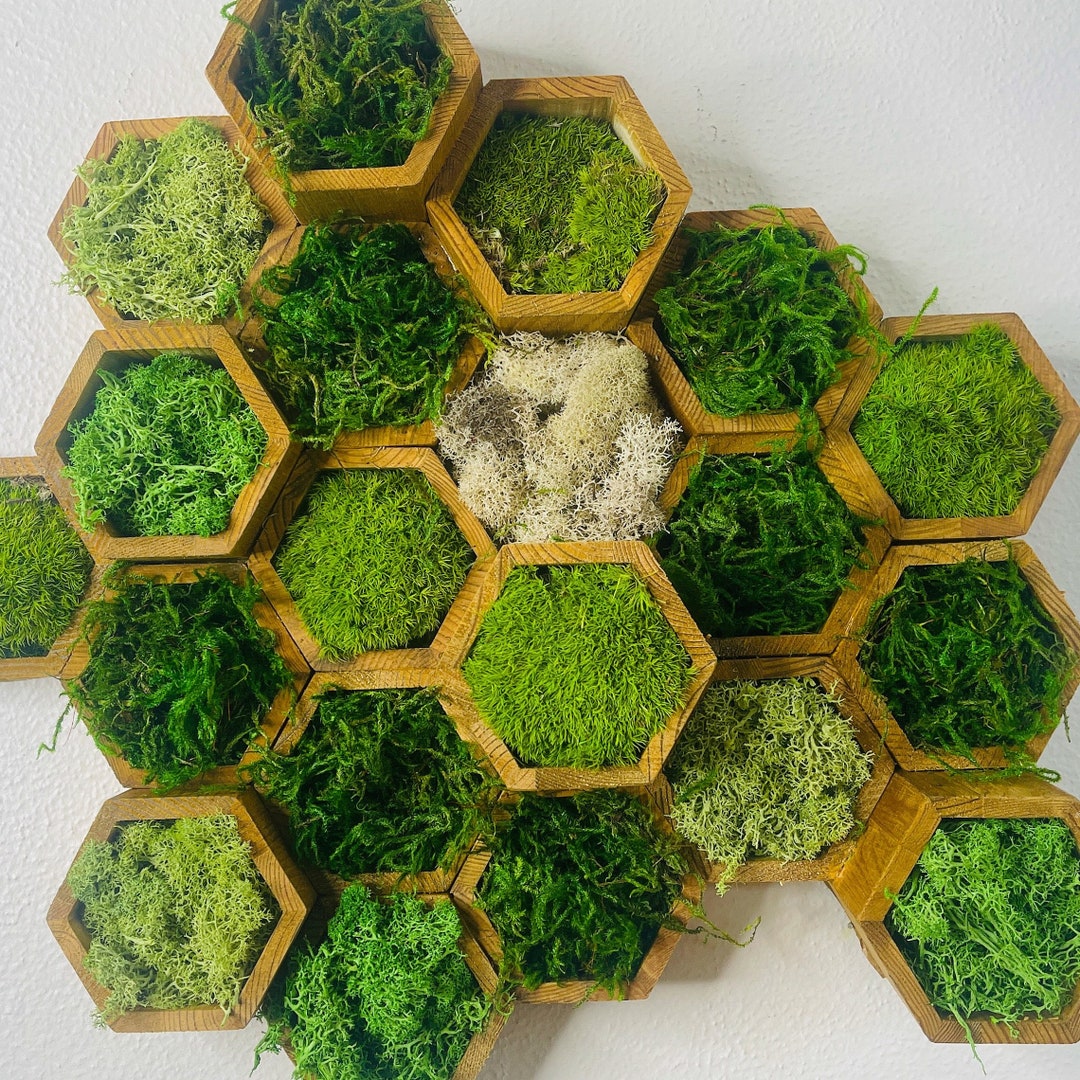 Preserved Moss Honeycomb Hexagon Moss Wall Sculpture Hexagonal Nature ...