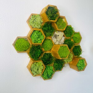 Preserved Moss Honeycomb Hexagon Moss Wall Sculpture Hexagonal Nature ...