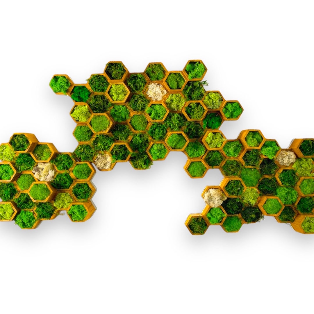 Hexagon Wall Sculpture Preserved Moss Living Wall Art Honeycomb ...