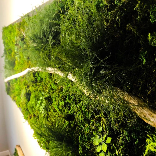 Starburst Moss Wall Art - Etsy