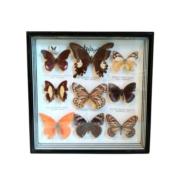Real Butterfly Framed - Etsy