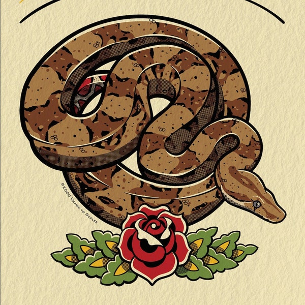 Boa Constrictor - Etsy