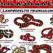 Cornsnake Morph Posters - Etsy